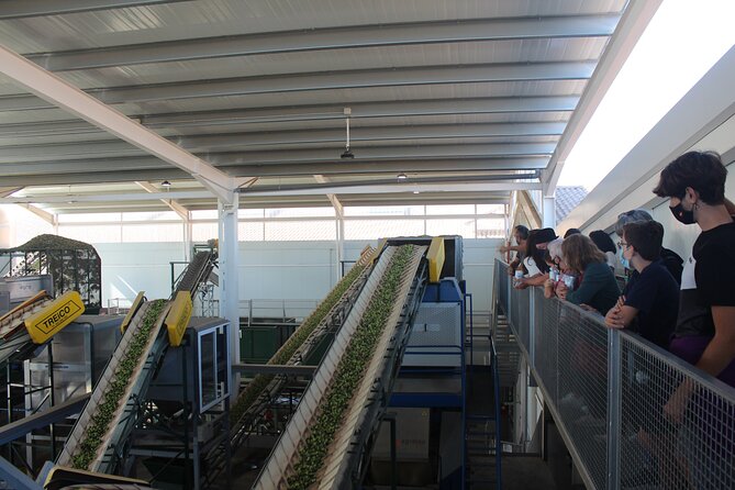 Guided tour and olive oil tasting in Alhaurin el Grande (Málaga) - Frequently Asked Questions