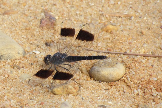 Half-day birdwatching around Faro - Who Will Love This Tour?