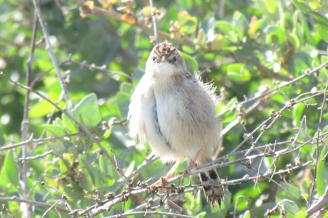 Half-day birdwatching at Alvor dunes - Authentic, Local Experience