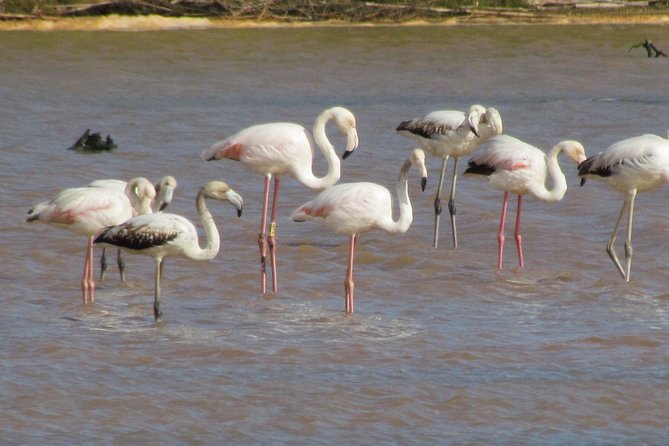 Half-day birdwatching at the Abicada marshed - Practical Details