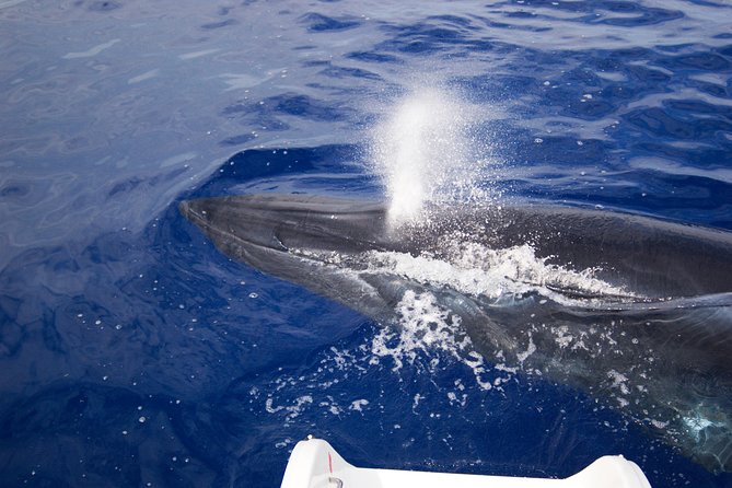 Half-day Catamaran Trip from Funchal - Who Will Love This Tour?