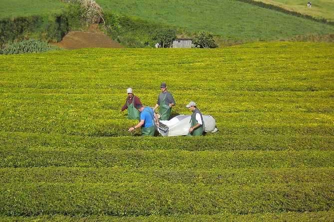 Half day Gorreana - Pedestrian Walk and Tea Tasting (Min. 2 persons) - Final Thoughts