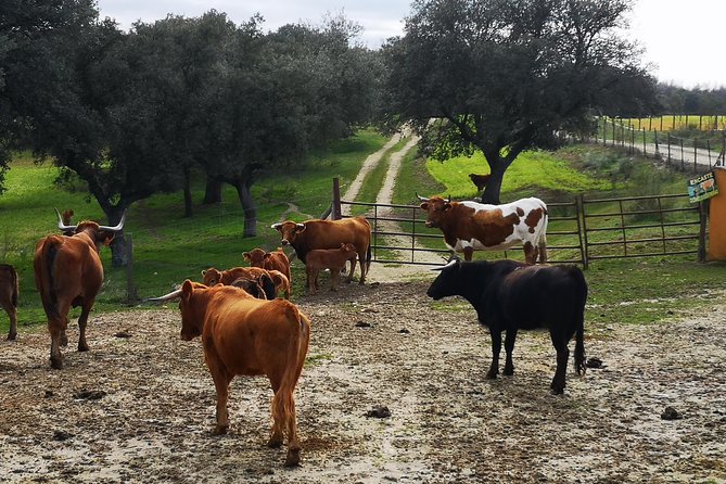 Half-Day Guided Tour to a bull farm in Madrid - Who This Tour Is Best For