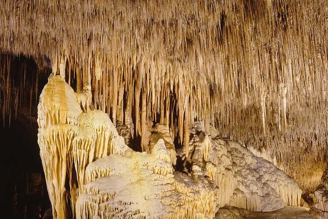 Half Day Tour Bus to the Caves of Drach - Transportation and Group Dynamics