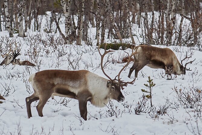 Half day Wildlife and Nature Photography - Final Thoughts: Who Will Appreciate This Tour?