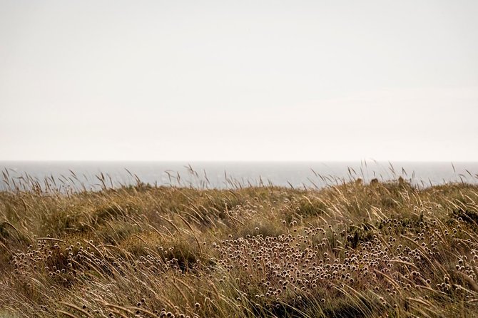 Horse Riding on the Beach - Final Thoughts: Who Should Book This Tour?