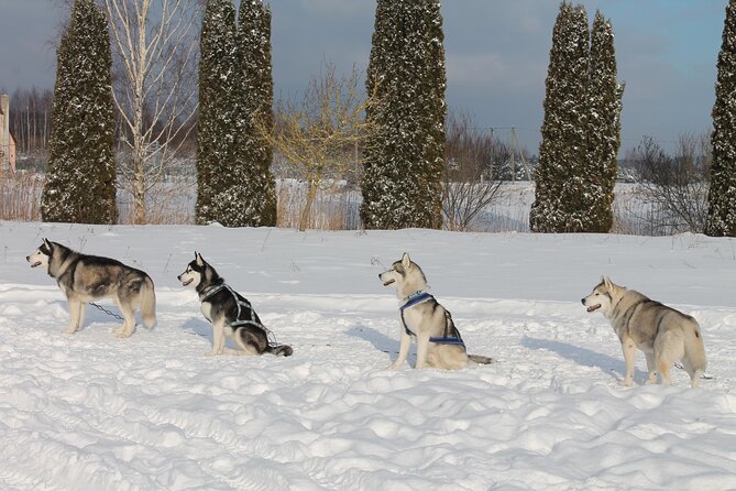 Husky Dog Sledding Tour From Riga - Why This Tour is Perfect for You