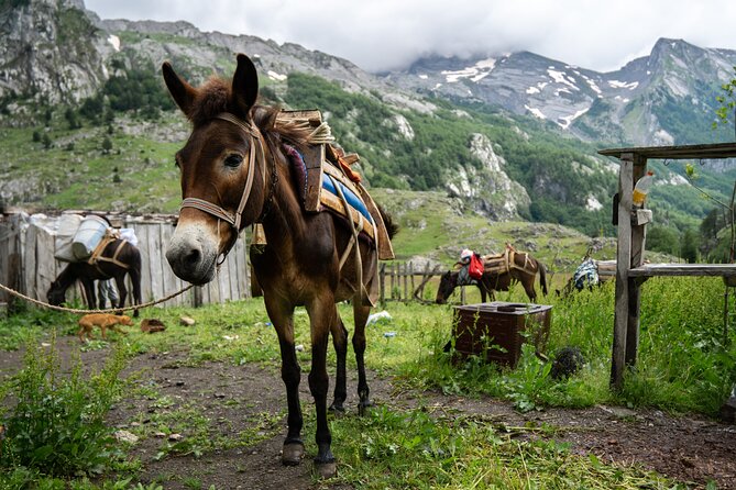 Immersive 2-Day Tour/Homestay with Shepherds in the Albanian Alps - The Practicalities: Transportation, Timing, and Cost