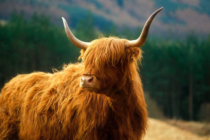 Isle of Skye Full Day Private Tour from Inverness - The Sum Up