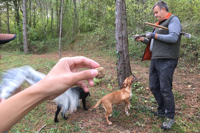Istrian tapestry - gourmet tour combining wine, truffles and olive oil - Olive Oil: A Taste of Authenticity