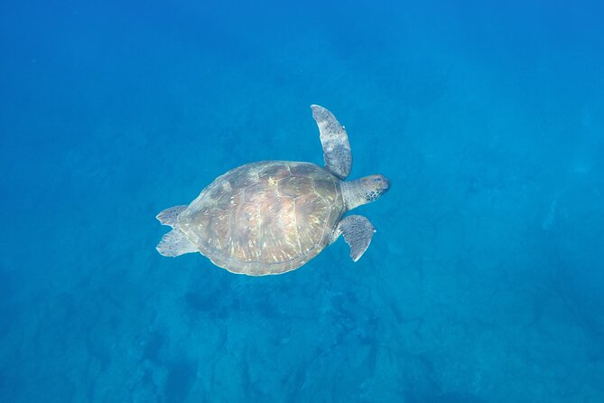 Kayak Route along the Volcanic Coast in Tenerife South with Snorkeling - FAQ