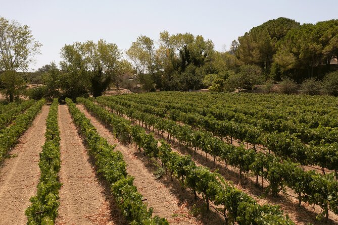 Kefalonia Wine Adventure in 3 Wineries With Tastings - Value and Practical Considerations