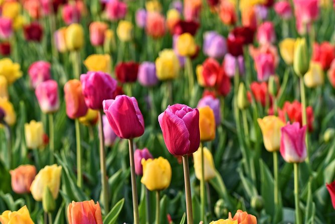 Keukenhof, Flower Fields, Volendam and Zaanse Schans Small-Group Tour - The Transportation and Group Dynamics