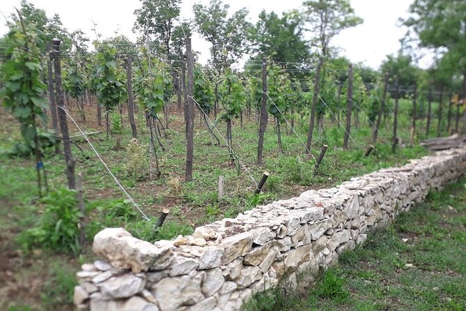 Kutaisi, Prometheus Cave and Wine tour - Authentic Feedback from Travelers