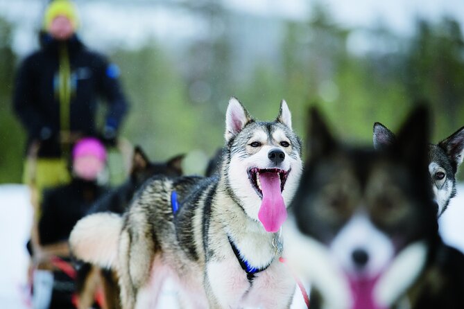 Lapland Reindeer and Husky Safari from Levi - The Itinerary: Why Each Part Matters