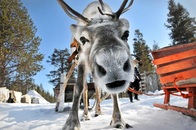 Lapland Reindeer Safari from Rovaniemi - Who Would Love This Tour?