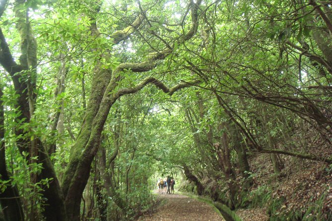 Laurissilva Forest Walk - Authentic Experiences and Genuine Highlights