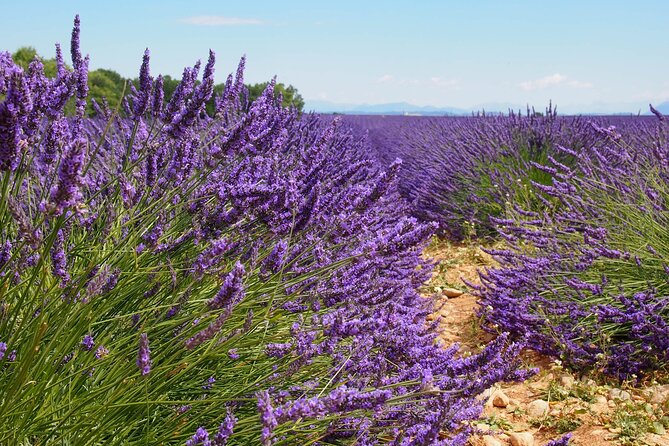 Lavender Fields Tour in Valensole from Marseille - FAQs