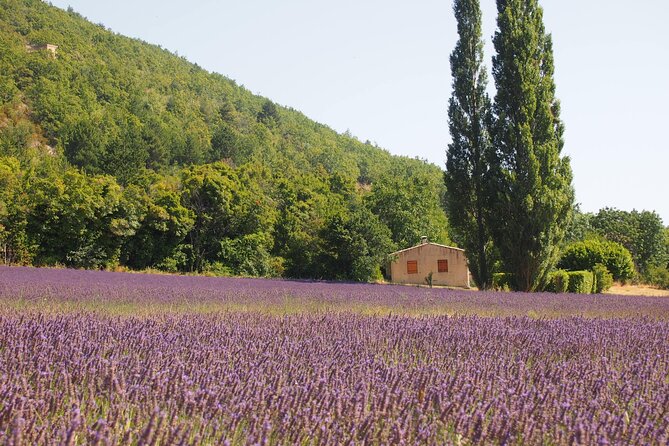 Lavender Full-day Tour in Sault From AIX-EN-PROVENCE - Final Thoughts: Is It Worth It?