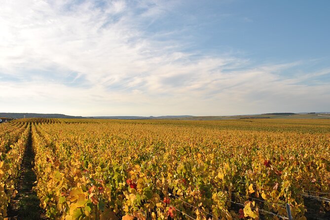 Let's take a walk in the vineyards - Final Thoughts: Is It Worth It?