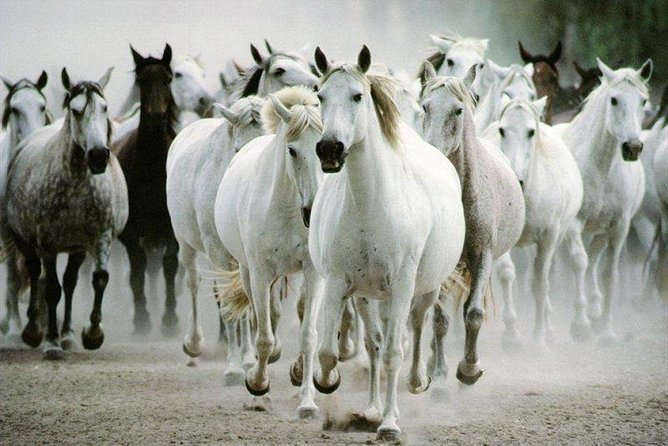 Lipica Stud Farm and Skocjan Caves from Piran or Portoroz or Izola - Who Should Sign Up?