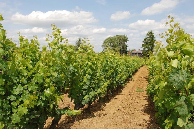 Loire Valley Wines Private Day Tour with Tastings from Tours or Amboise - Who is This Tour Best For?