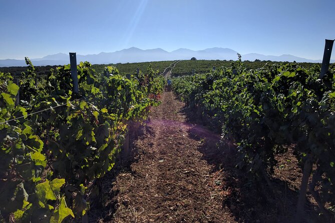 LUXURY PRIVATE Wine Tasting in CRETE (also for CRUISE SHIPS) - Who Is This Tour Best For?