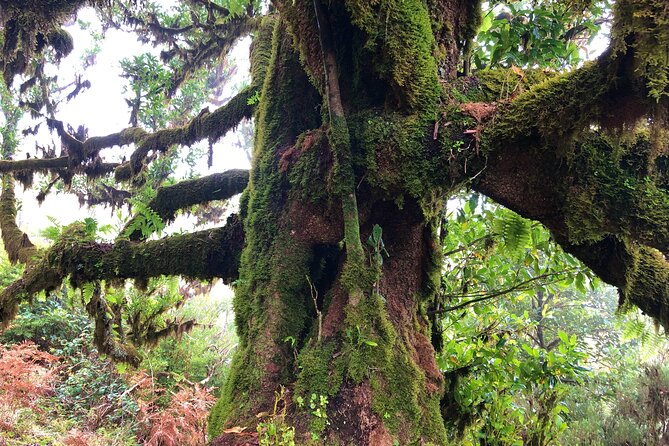 Madeira: Private Guided Walk Vereda Fanal PR13 - Why This Tour Stands Out