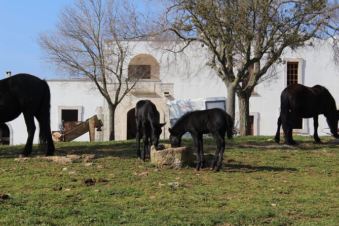 Martina Franca e-Bike tour . Visit a breeding and a dairy farm - What’s Included and What to Expect