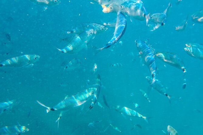 Medulin: Private Glass Bottom Boat Tour to Levan Island - FAQ: Practical Questions About the Tour