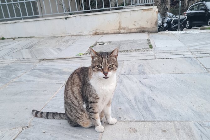 Meet the Cats of Acropolis and Thissio Private Tour - The Atmosphere & Experience: What You Can Expect