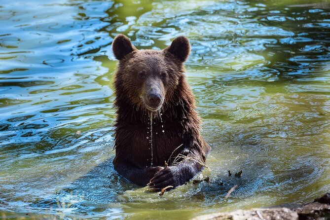 Meet the Free Bears and visit Dracula's Castle in a Day Trip from Bucharest - Who Will Enjoy This Tour?