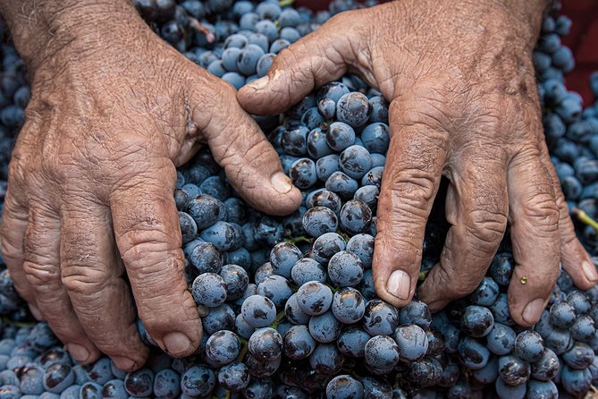 Montalcino: Brunello Wine Tasting Experience - Value and Practicalities