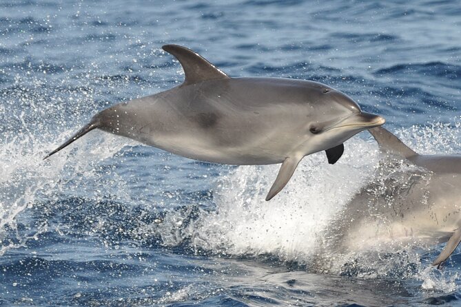 Morro Jable: 2 Hours Magic Dolphin & Whale watching with Drinks & Swim Stop. - FAQs