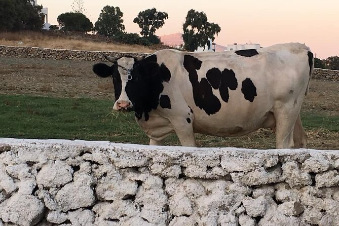Mykonian Farm Experience - Practicalities and Logistics