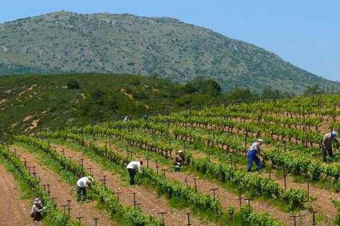 Nemea wine roads, The most famous wine tour in Greece - FAQ