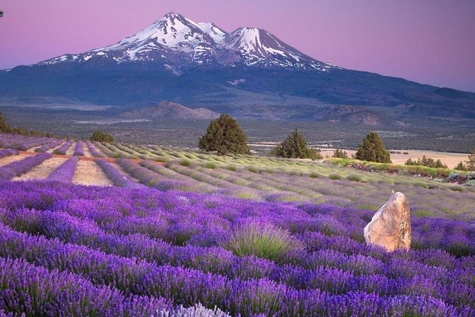 Nice: Gorges of Verdon and Fields of Lavender Tour - Final Verdict