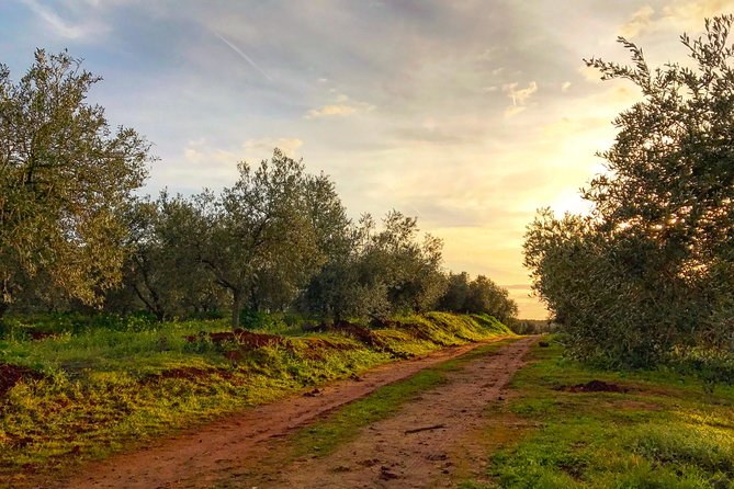 Olive Oil Farm Tour with Tasting from Seville - About the Guides and Facilities