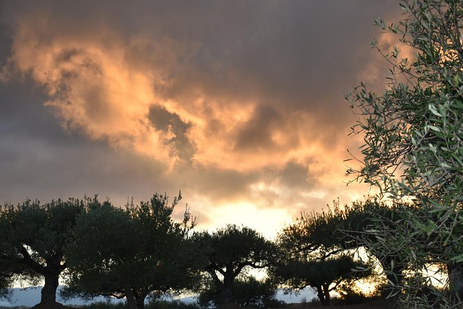 Olive Oil Tasting Tour - FAQ