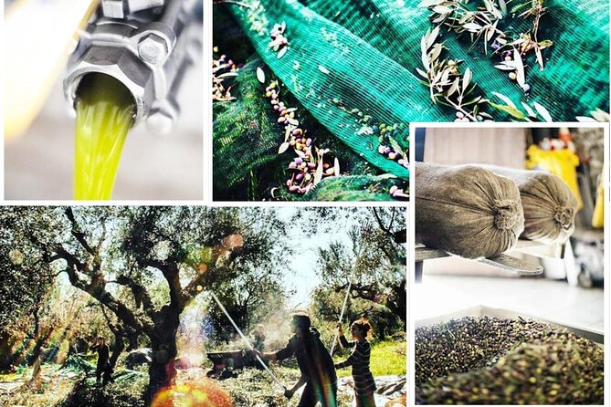 Olive Tour & Tasting - The Scenic Drive & Surroundings