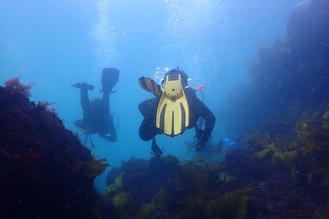 Open Water Diver Course in Arrabida Natural Park (Near Lisbon) - The Experience: What Do Past Participants Say?