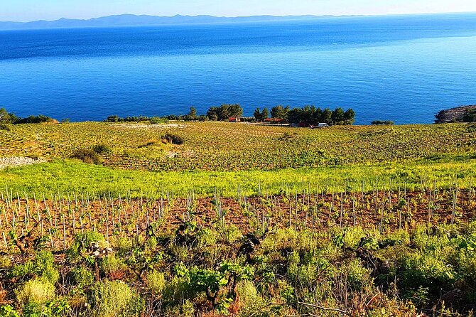 Peljesac and Ston Private Wine Tour with Tastings from Dubrovnik - FAQ
