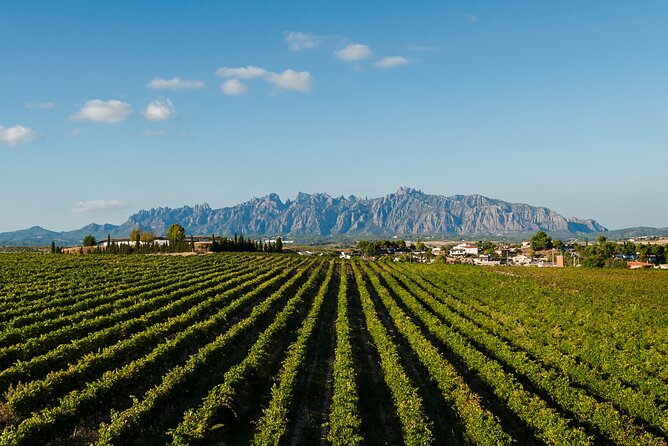 Penedes and Cava Winery Small Group Tour - Who Should Book This Tour?