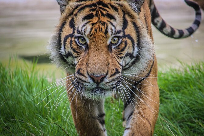 Port Lympne Day Ticket - FAQs