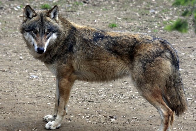 Prague Zoo Admission Ticket including Round Trip Transfer - Price and value: Is it worth it?