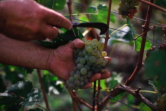 Premium Ischia Wine Tasting Experience with Transfer Included - The Group and Booking Details