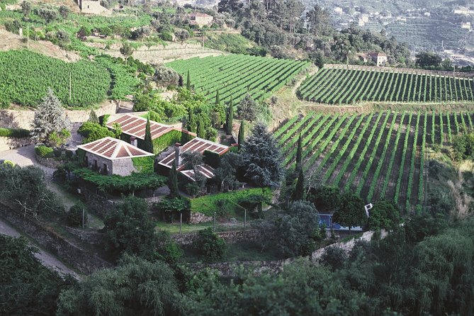 Premium Private Douro & Vinho Verde Tour: Wine Tastings & Lunch - The Sum Up: Is This Tour Right for You?