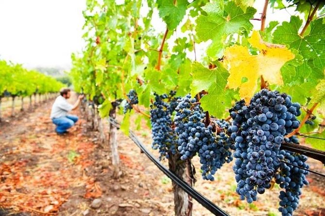 Private 8-Hour Tour of Four Etna Wineries with Tasting - Final Thoughts: Who Should Book This?