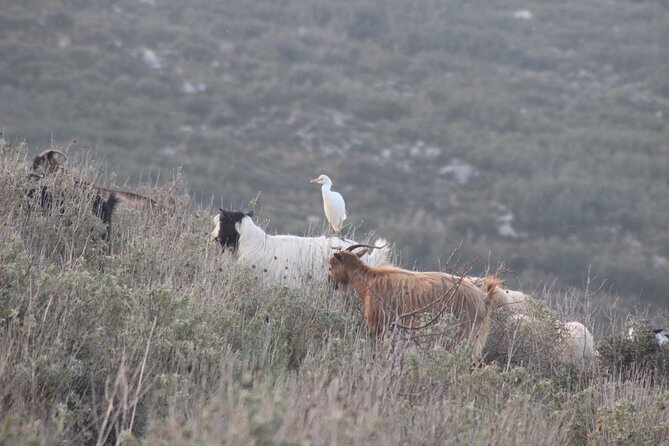 Private Birding Tour in Albania - The Cost: Analyzing the Value