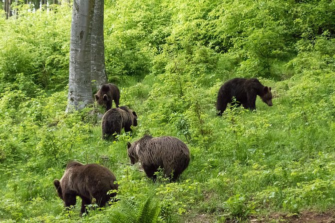 Private Brown Bear Watching Experience near Odorheiu Secuiesc - Frequently Asked Questions